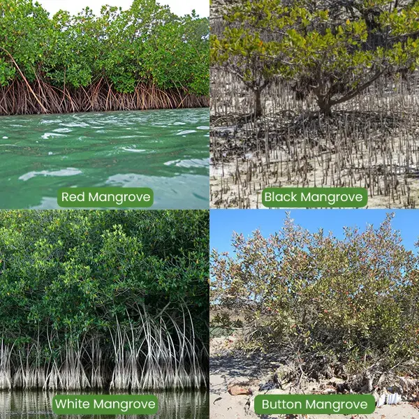 Mangrove Diversity and Ecosystem Importance | Rhizophoraceae Insights